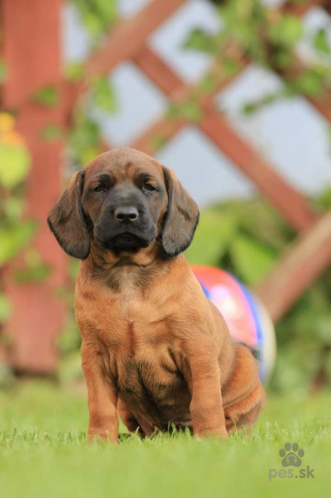 Bavorsky farbiar - Predám psa BAVORSKÝ FARBIAR | Pes.sk