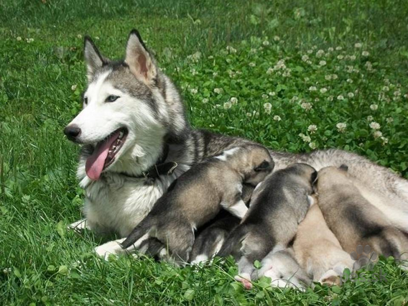 SIBÍRSKY HUSKY | Špice a primitívne typy | Pes.sk