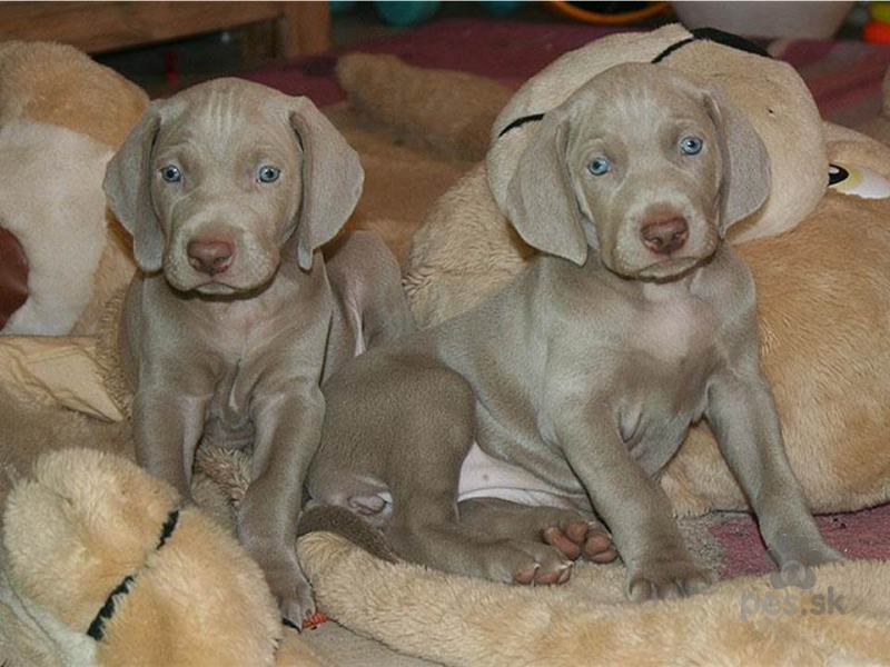 WEIMARSKÝ STAVAČ | Stavače | Pes.sk