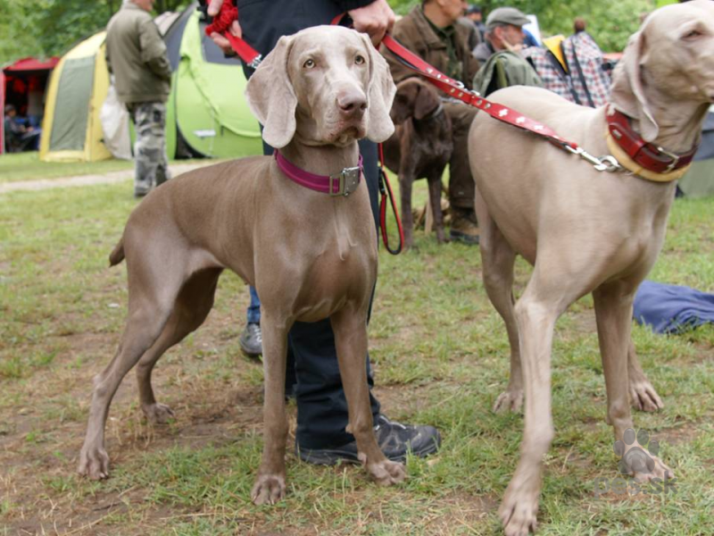 WEIMARSKÝ STAVAČ | Stavače | Pes.sk