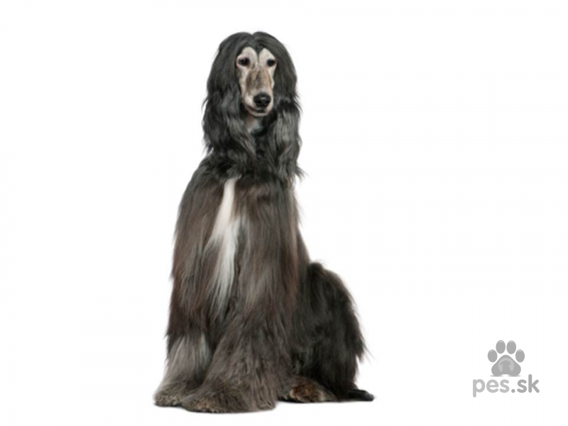 AFGÁNSKY CHRT | Chrty | Pes.sk