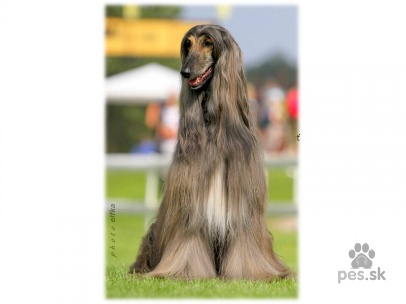 AFGÁNSKY CHRT | Chrty | Pes.sk