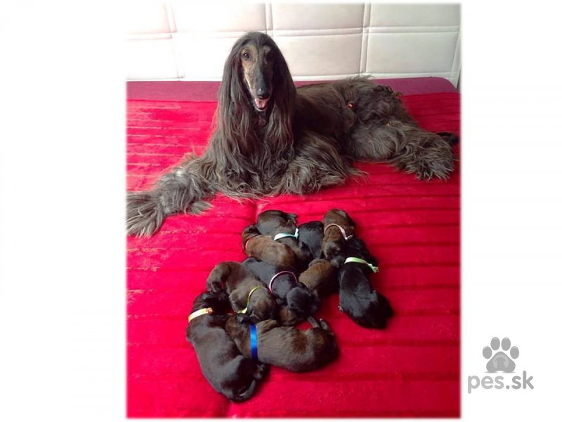 AFGÁNSKY CHRT | Chrty | Pes.sk