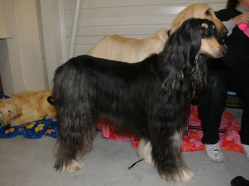 AFGÁNSKY CHRT | Chrty | Pes.sk