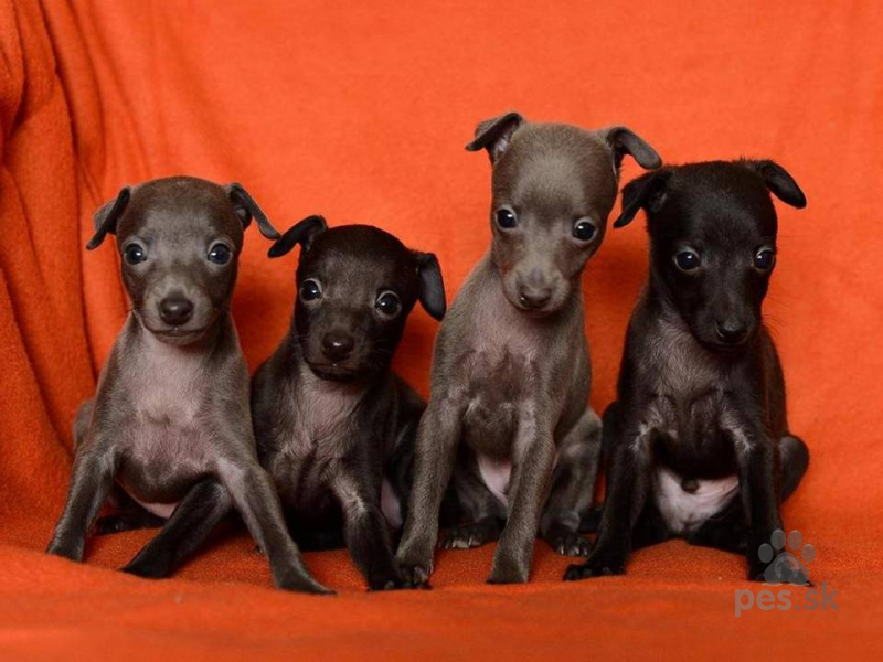 TALIANSKÝ CHRTÍK | Chrty | Pes.sk