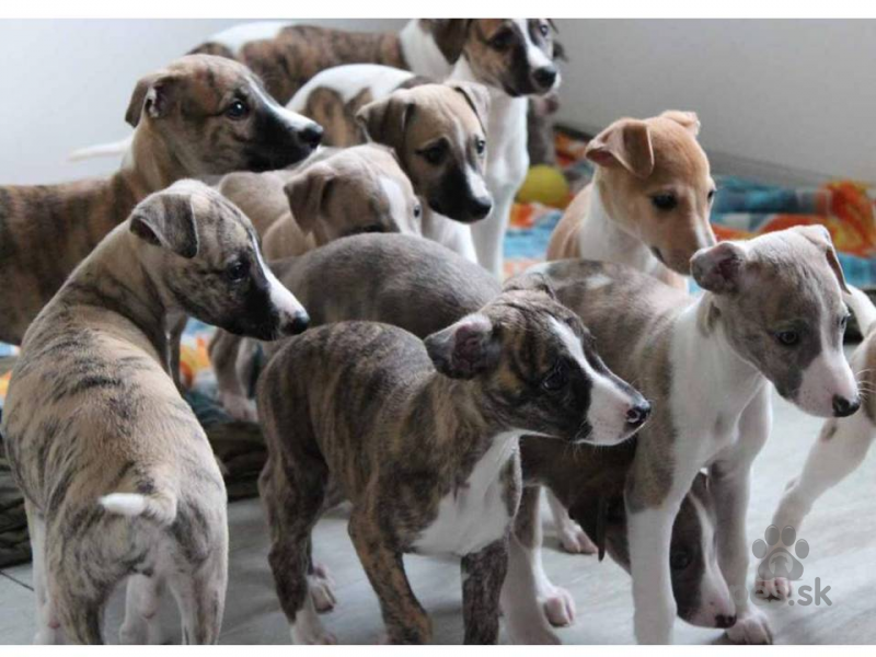 VIPET | Chrty | Pes.sk