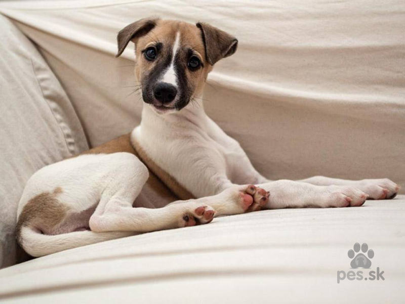 VIPET | Chrty | Pes.sk