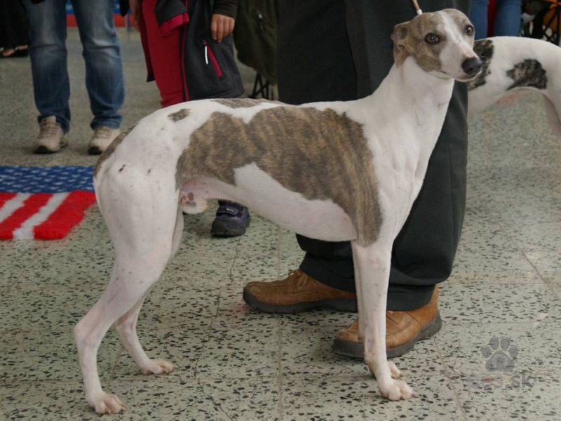 VIPET | Chrty | Pes.sk