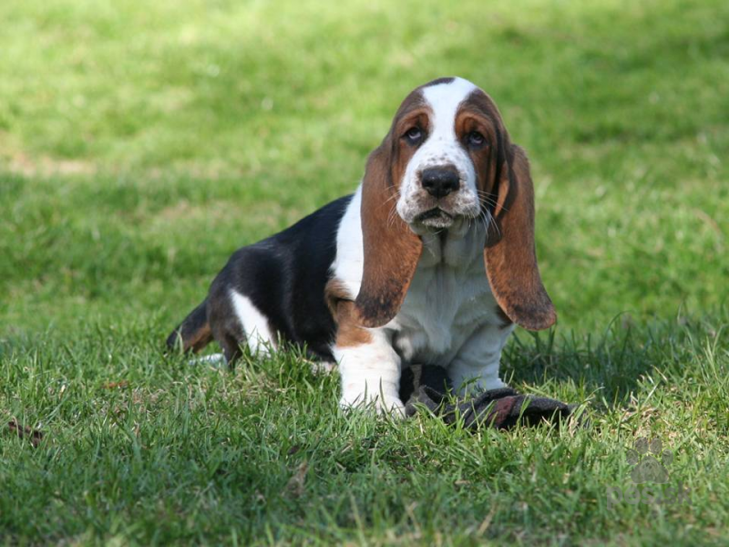BASET | Duriče, farbiare a príbuzné plemená | Pes.sk
