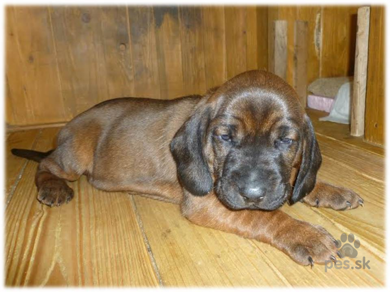 BAVORSKÝ FARBIAR | Duriče, farbiare a príbuzné plemená | Pes.sk