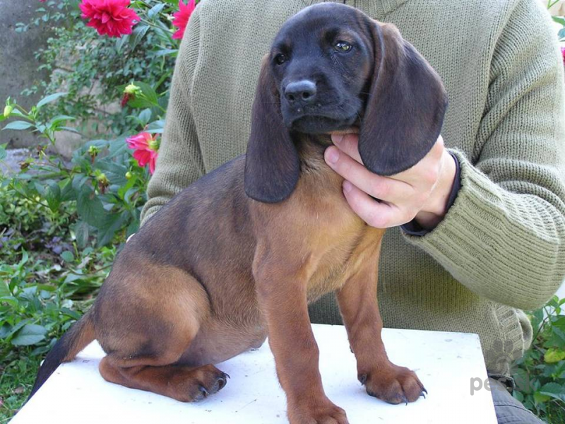 BAVORSKÝ FARBIAR | Duriče, farbiare a príbuzné plemená | Pes.sk