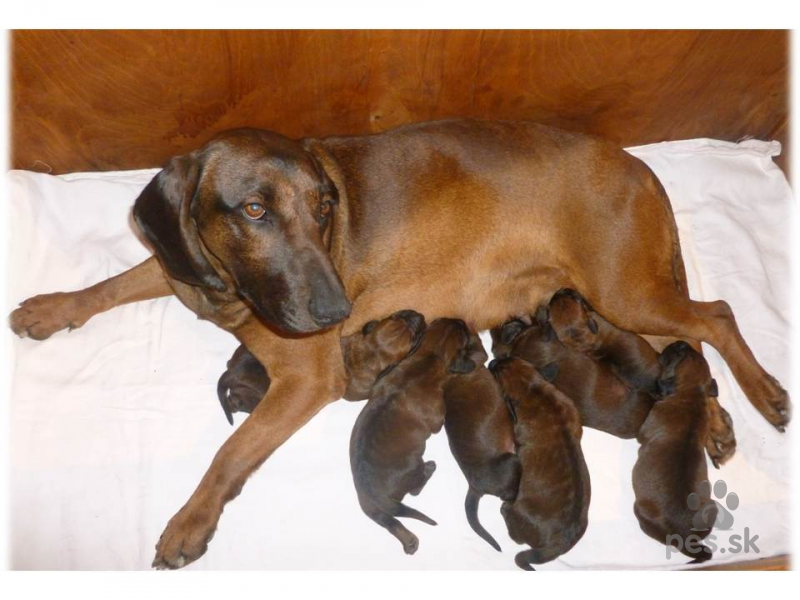 BAVORSKÝ FARBIAR | Duriče, farbiare a príbuzné plemená | Pes.sk