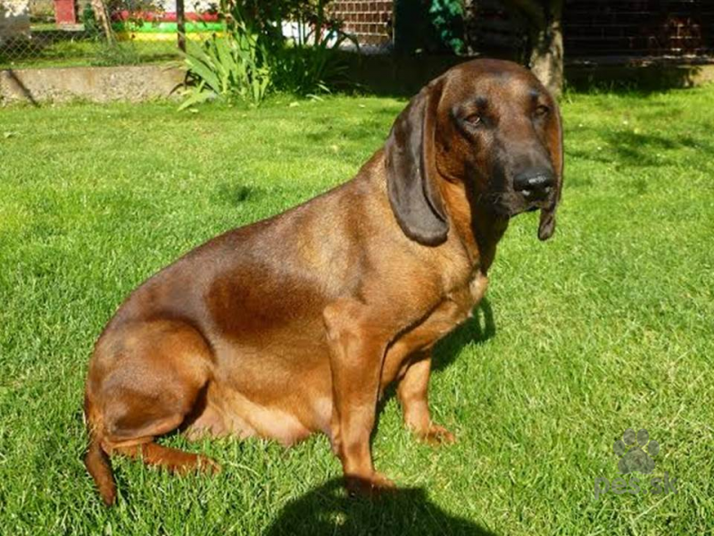 BAVORSKÝ FARBIAR | Duriče, farbiare a príbuzné plemená | Pes.sk