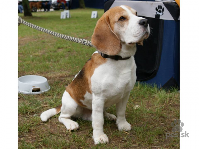 BÍGL | Duriče, farbiare a príbuzné plemená | Pes.sk