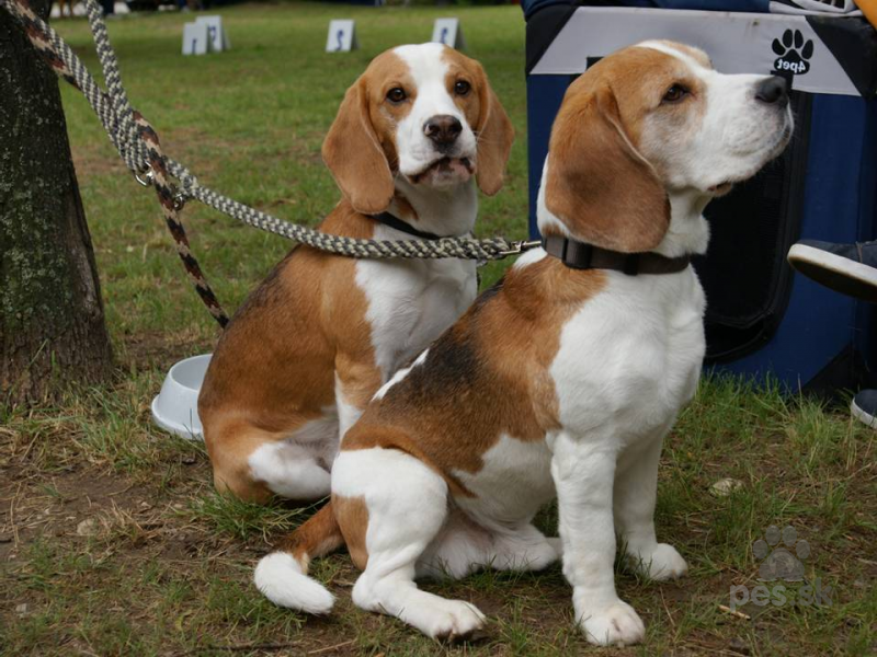 BÍGL | Duriče, farbiare a príbuzné plemená | Pes.sk