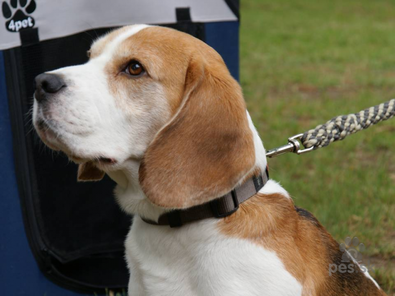 BÍGL | Duriče, farbiare a príbuzné plemená | Pes.sk