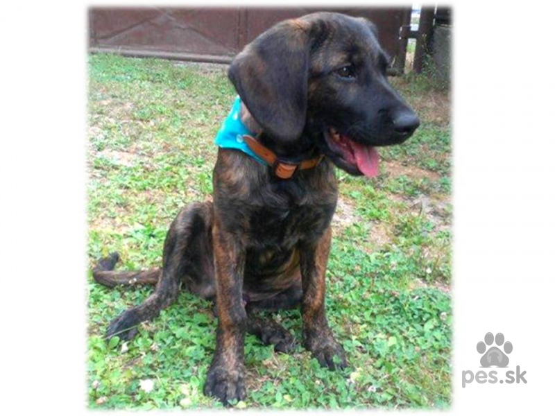 HANOVERSKÝ FARBIAR | Duriče, farbiare a príbuzné plemená | Pes.sk