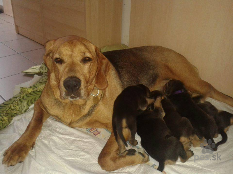 POĽSKÝ DURIČ | Duriče, farbiare a príbuzné plemená | Pes.sk