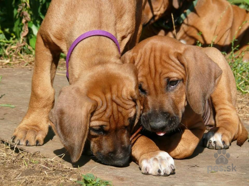 RODÉZSKY RIDGEBACK | Duriče, farbiare a príbuzné plemená | Pes.sk