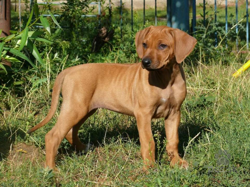 RODÉZSKY RIDGEBACK | Duriče, farbiare a príbuzné plemená | Pes.sk