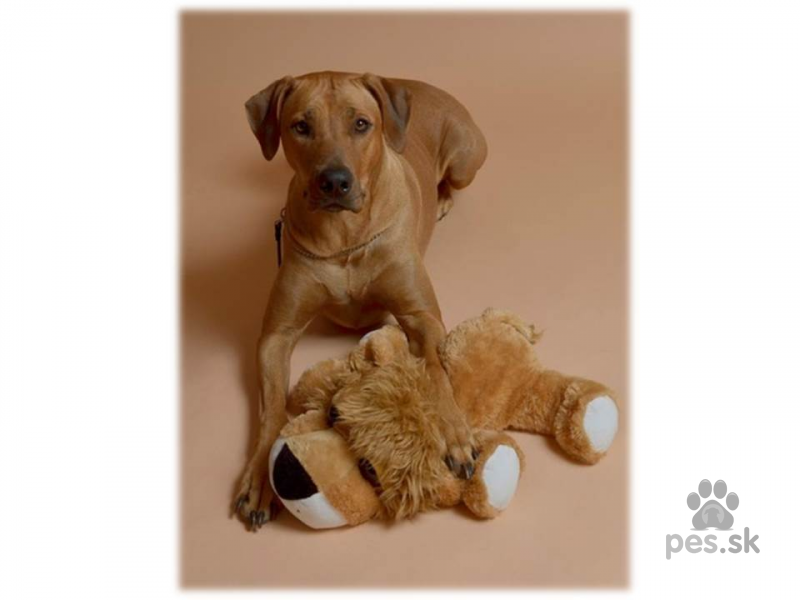 RODÉZSKY RIDGEBACK | Duriče, farbiare a príbuzné plemená | Pes.sk