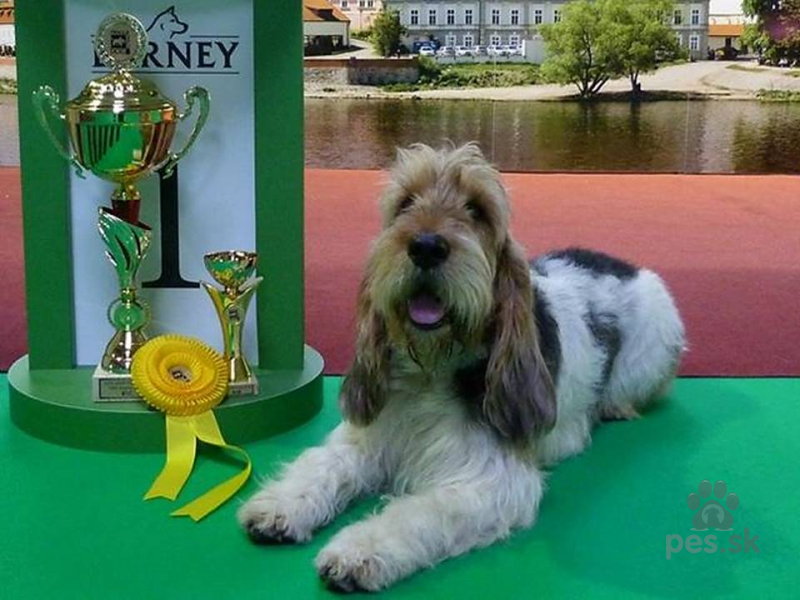 VEĽKÝ HRUBOSRSTÝ VENDÉENSKY BASET | Duriče, farbiare a príbuzné plemená ...