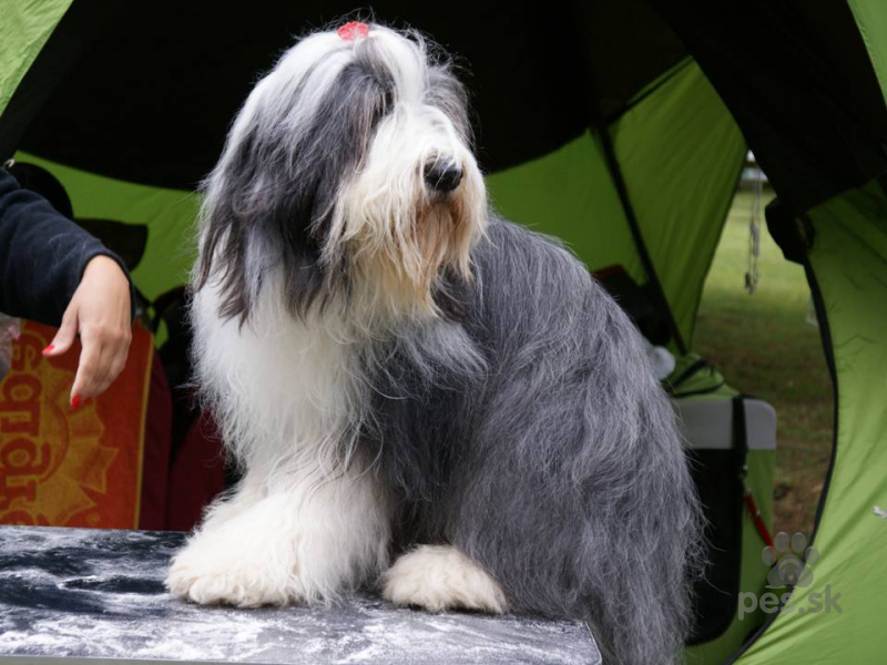 BEARDED KÓLIA | Ovčiaky a pastierske psy | Pes.sk