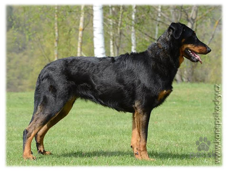 BEAUCERON | Ovčiaky a pastierske psy | Pes.sk