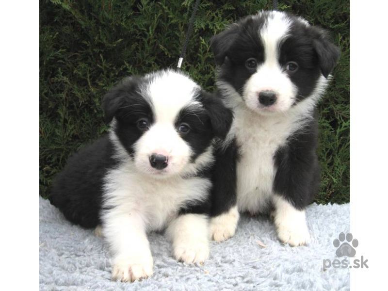 BORDER KÓLIA | Ovčiaky a pastierske psy | Pes.sk