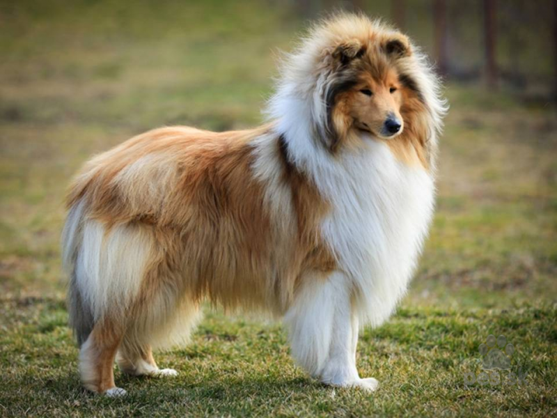 KÓLIA DLHOSRSTÁ | Ovčiaky a pastierske psy | Pes.sk