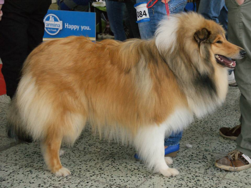 KÓLIA DLHOSRSTÁ | Ovčiaky a pastierske psy | Pes.sk