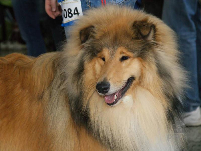 KÓLIA DLHOSRSTÁ | Ovčiaky a pastierske psy | Pes.sk