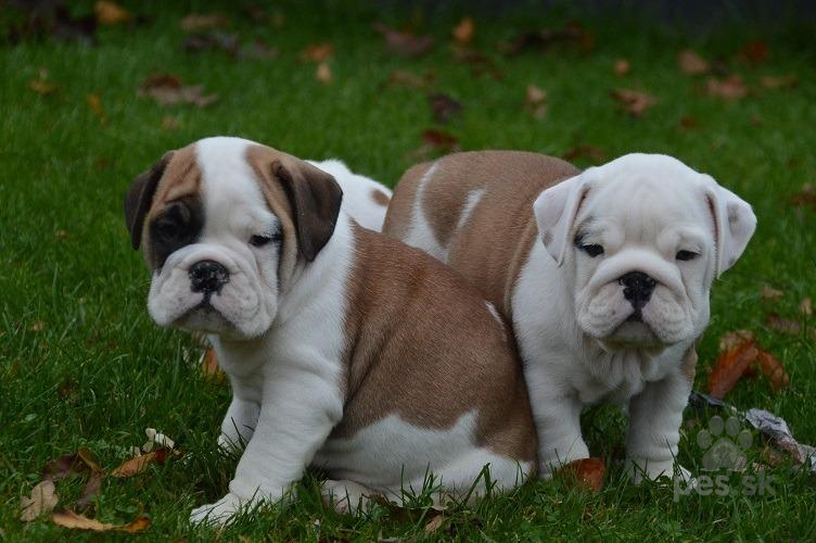 ANGLICKÝ BULDOG | Pinče, bradáče, molosoidy a švajčiarske salašnícke ...