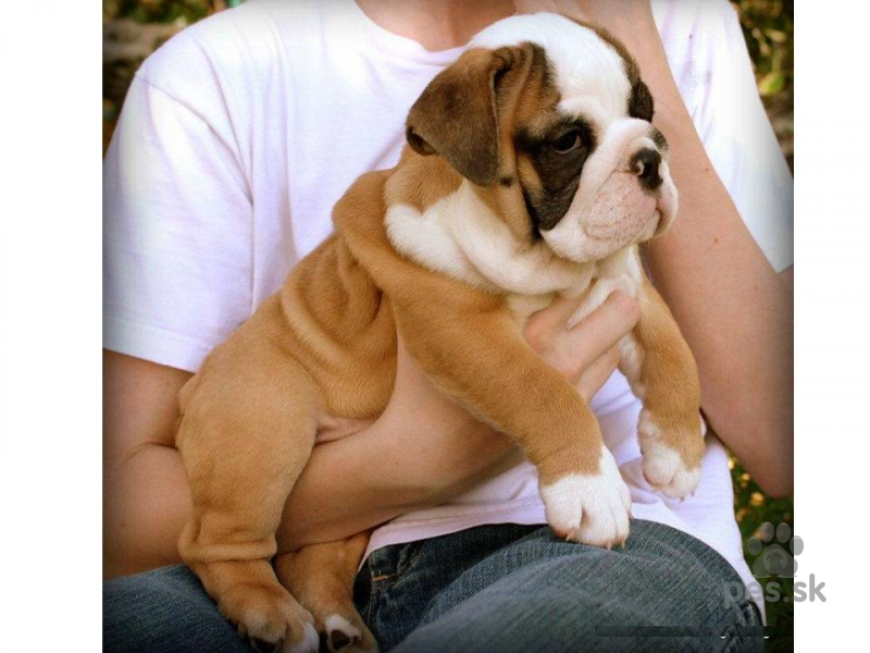 ANGLICKÝ BULDOG | Pinče, bradáče, molosoidy a švajčiarske salašnícke ...