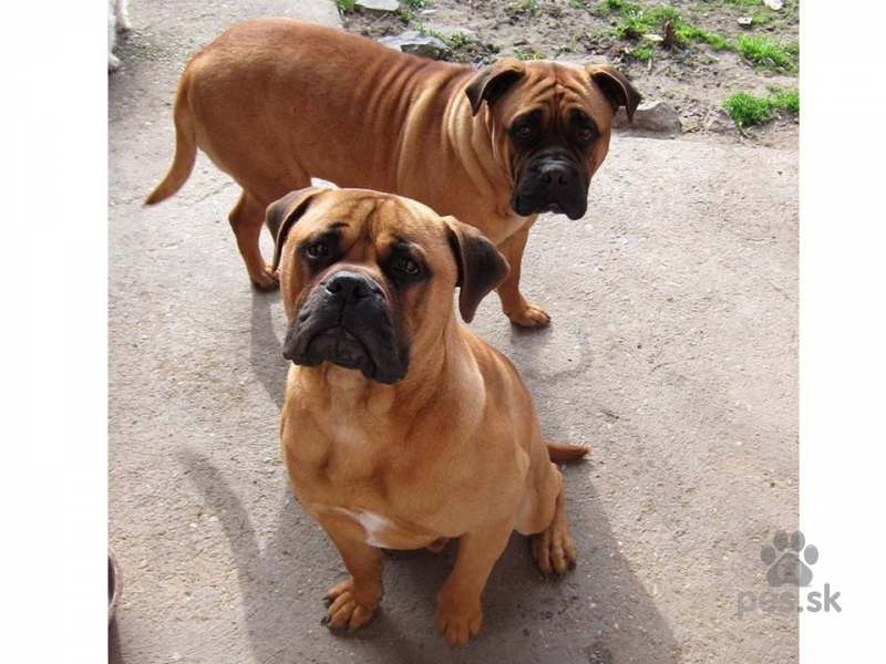 BULMASTIF | Pinče, bradáče, molosoidy a švajčiarske salašnícke psy | Pes.sk