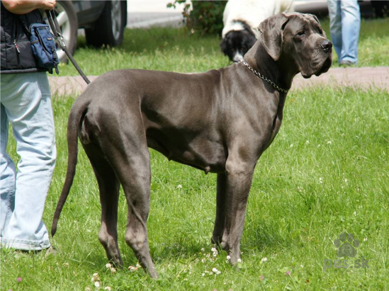 NEMECKÁ DOGA | Pinče, bradáče, molosoidy a švajčiarske salašnícke psy ...