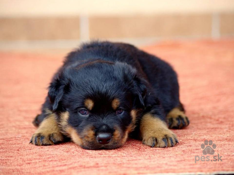 ROTVAJLER | Pinče, bradáče, molosoidy a švajčiarske salašnícke psy | Pes.sk