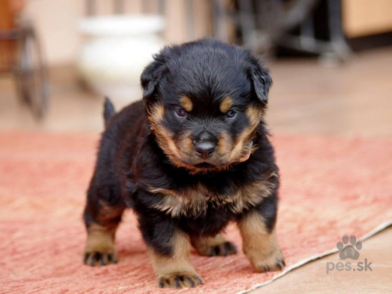 ROTVAJLER | Pinče, bradáče, molosoidy a švajčiarske salašnícke psy | Pes.sk