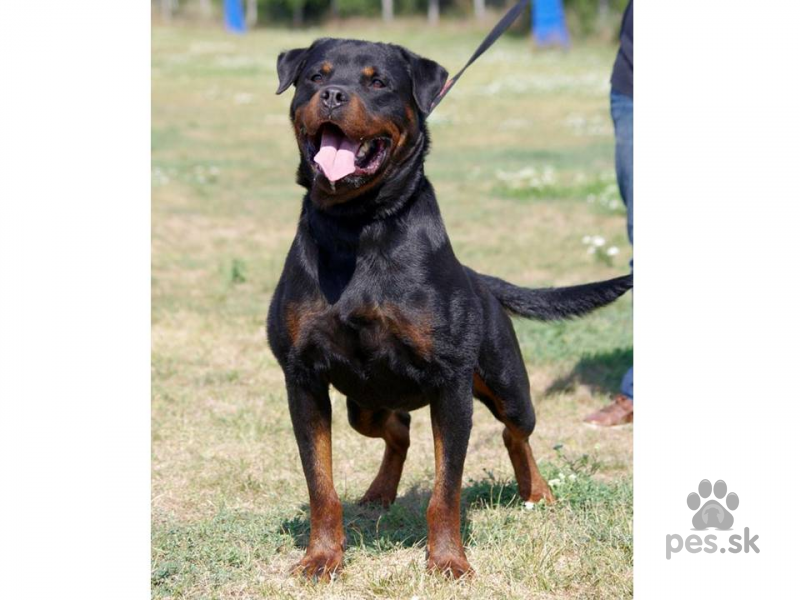 ROTVAJLER | Pinče, bradáče, molosoidy a švajčiarske salašnícke psy | Pes.sk