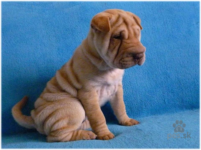 ŠARPEJ | Pinče, bradáče, molosoidy a švajčiarske salašnícke psy | Pes.sk