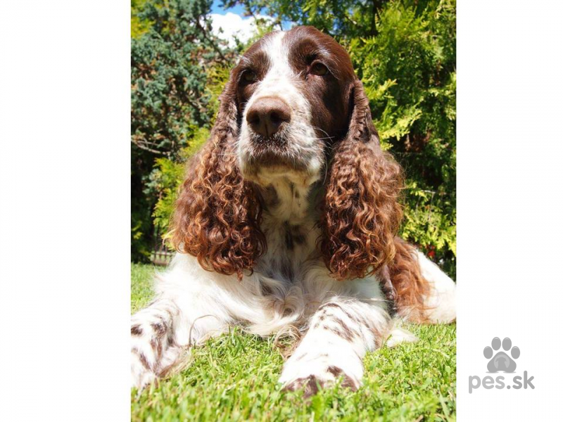 ANGLICKÝ ŠPRINGERŠPANIEL | Retrívre, sliediče a vodné psy | Pes.sk