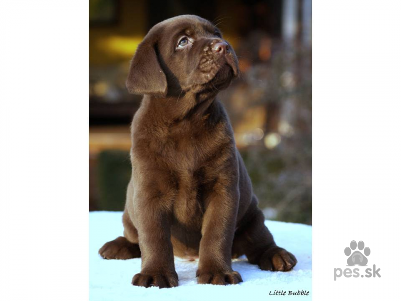 LABRADORSKÝ RETRÍVER | Retrívre, sliediče a vodné psy | Pes.sk