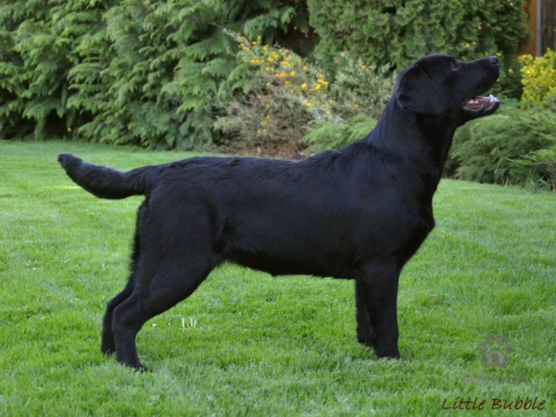 LABRADORSKÝ RETRÍVER | Retrívre, sliediče a vodné psy | Pes.sk