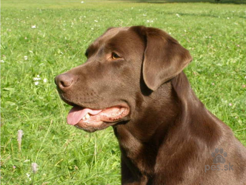 LABRADORSKÝ RETRÍVER | Retrívre, sliediče a vodné psy | Pes.sk