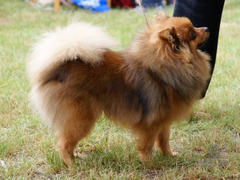 NEMECKÝ ŠPIC MALÝ | Špice a primitívne typy | Pes.sk