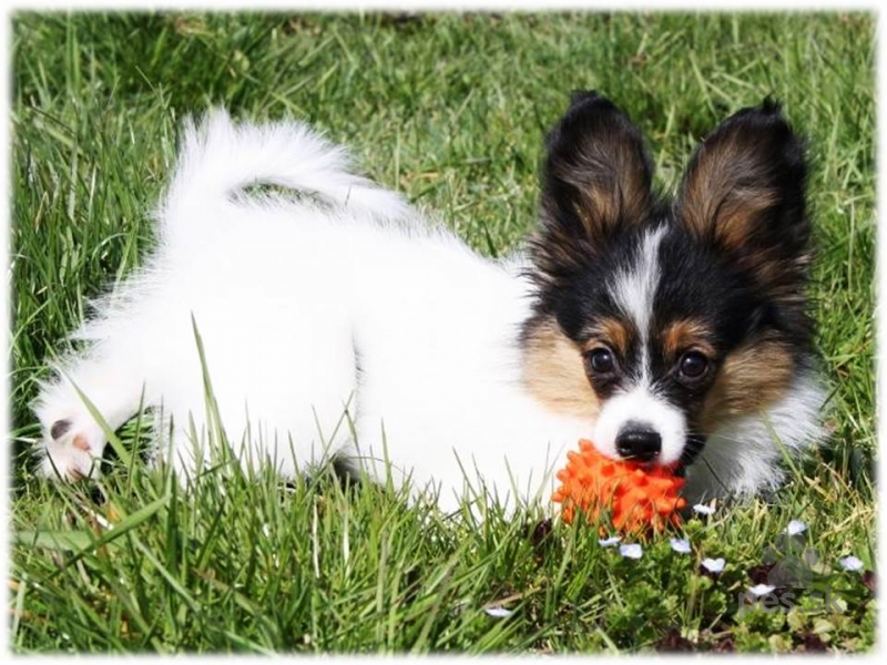 PAPILON | Spoločenské a sprievodné psy | Pes.sk