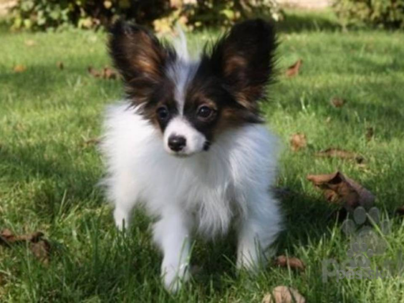 PAPILON | Spoločenské a sprievodné psy | Pes.sk