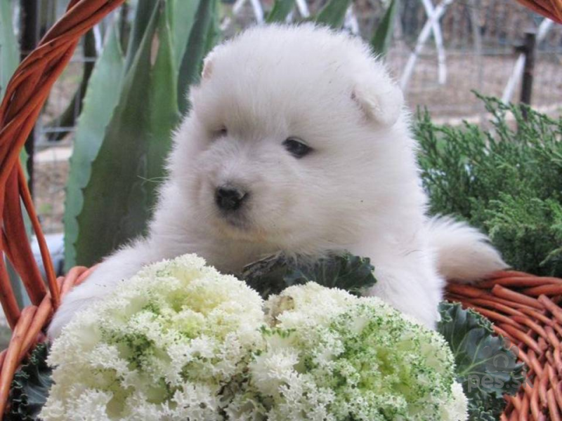 SAMOJED | Špice a primitívne typy | Pes.sk