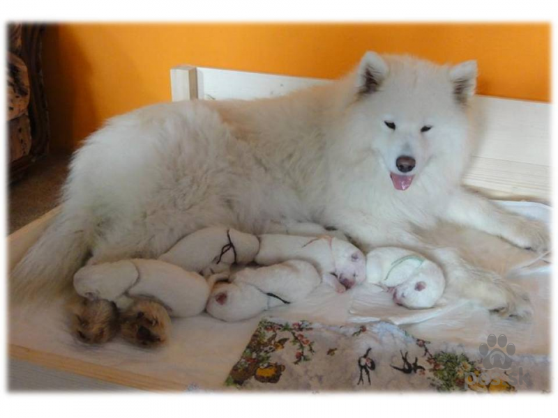 SAMOJED | Špice a primitívne typy | Pes.sk