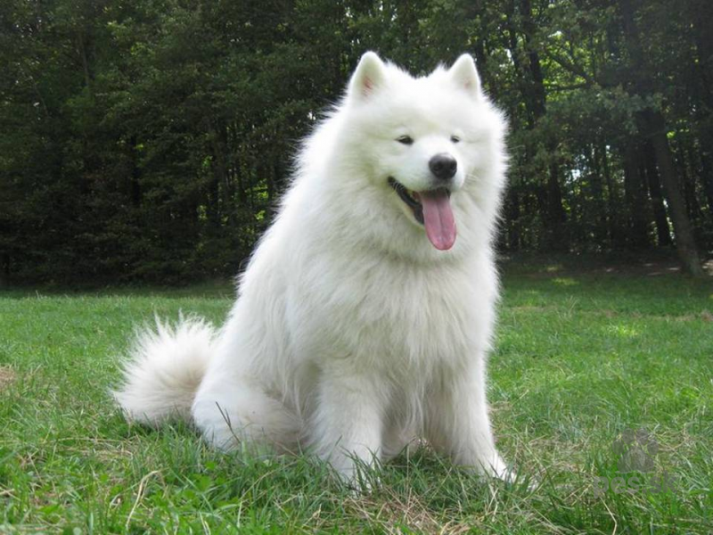 SAMOJED | Špice a primitívne typy | Pes.sk